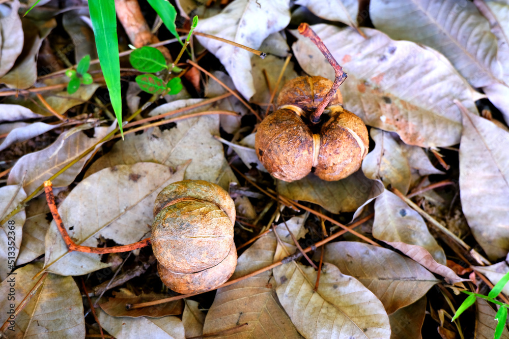 Dry fruits of Hevea brasiliensis, sharinga tree, seringueira, rubber ...