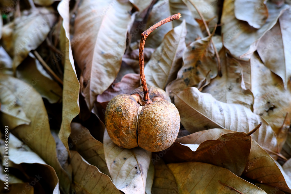 Dry fruits of Hevea brasiliensis, sharinga tree, seringueira, rubber ...