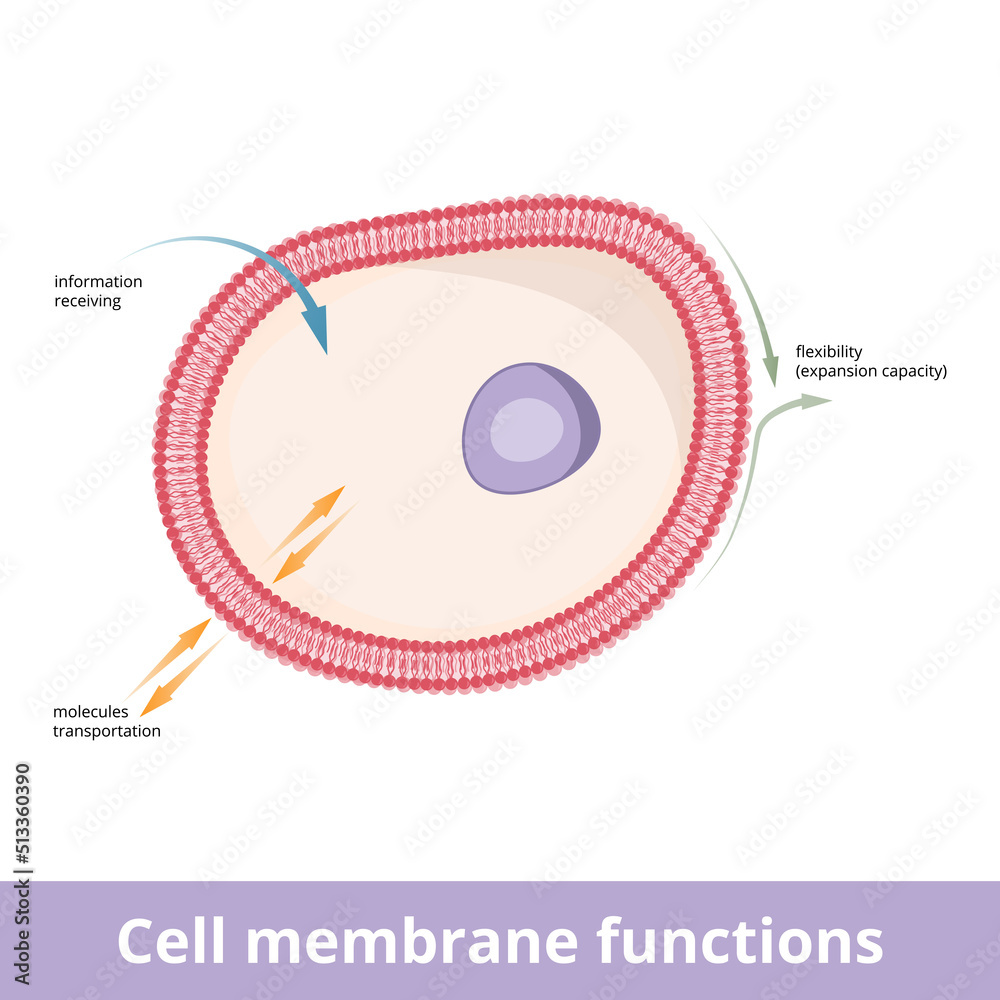 Cell membrane functions. Plasma membrane is involved in several ...