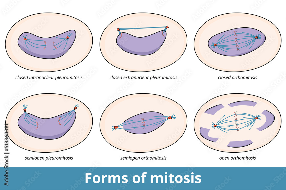 Forms of mitosis. 6 common mitosis forms, based on state of nuclear ...