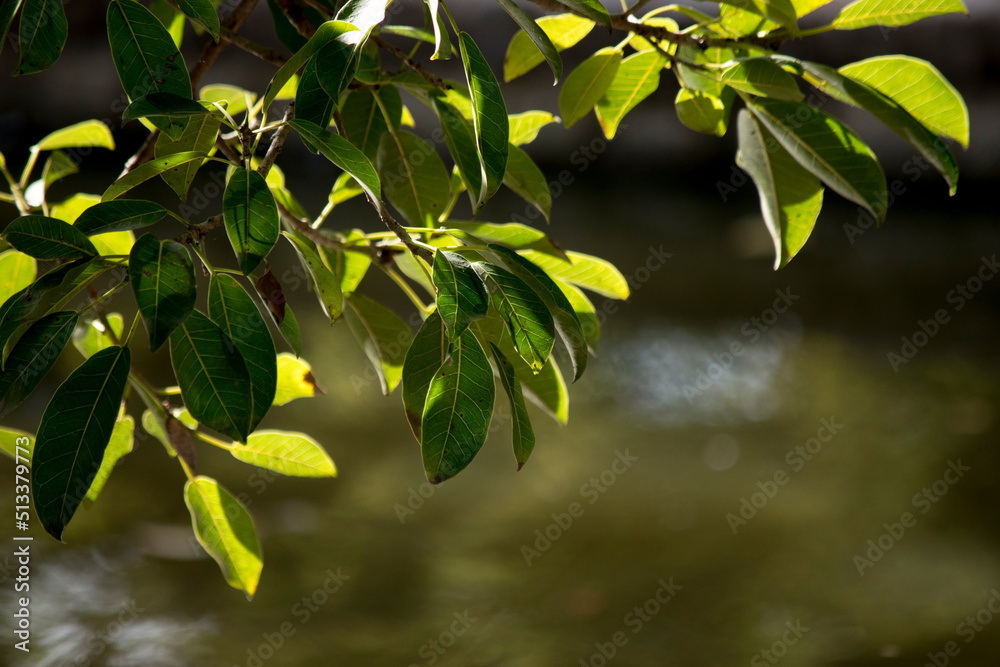 ramas de un árbol Stock Photo | Adobe Stock