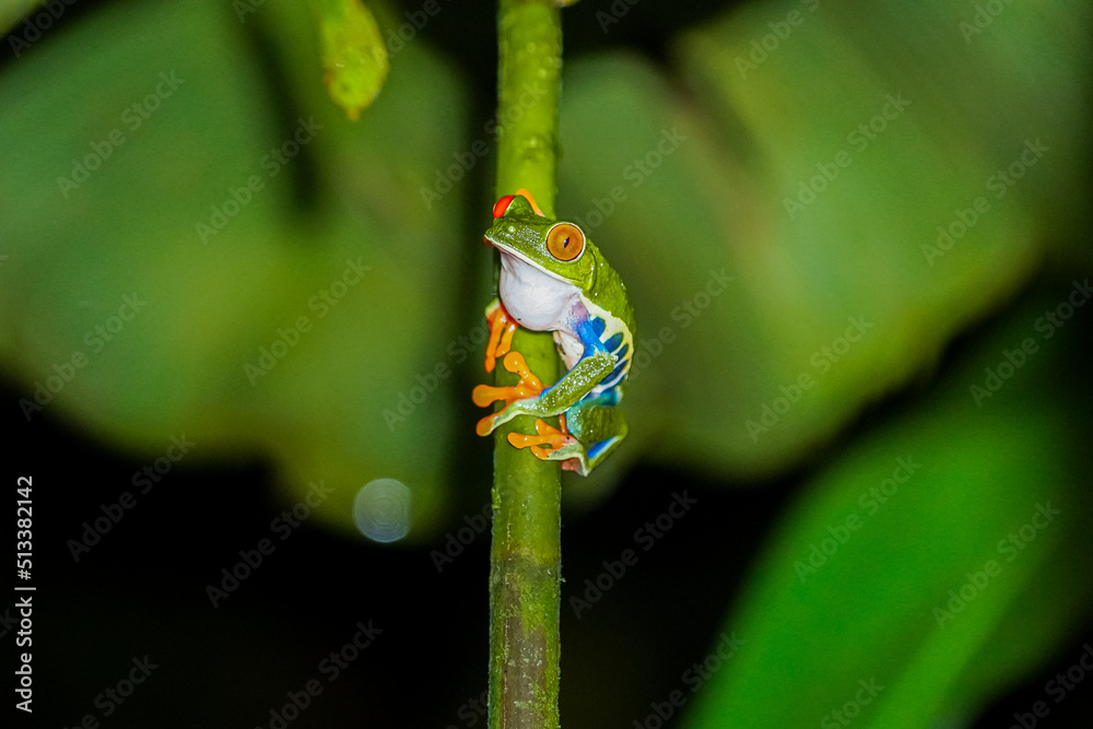 Beautiful closeup view of Costa Rica Frog - Red eye frog- treefrog and yellow frog Stock Photo ...