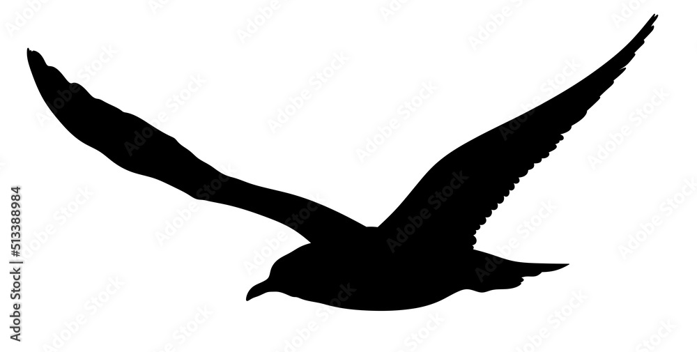 Seagull silhouette. Isolated silhouette of a bird on a white background ...