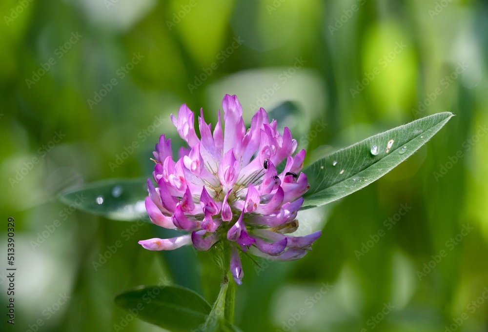 Meadow clover (Trifolium pratense) is ten centimeters to a meter tall ...
