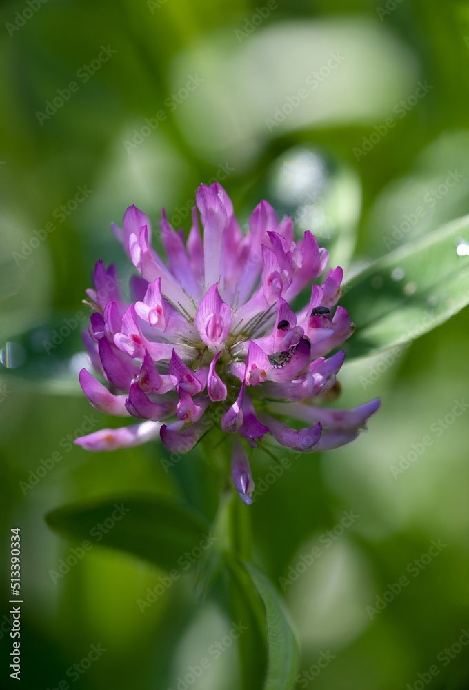 Meadow clover (Trifolium pratense) is ten centimeters to a meter tall ...