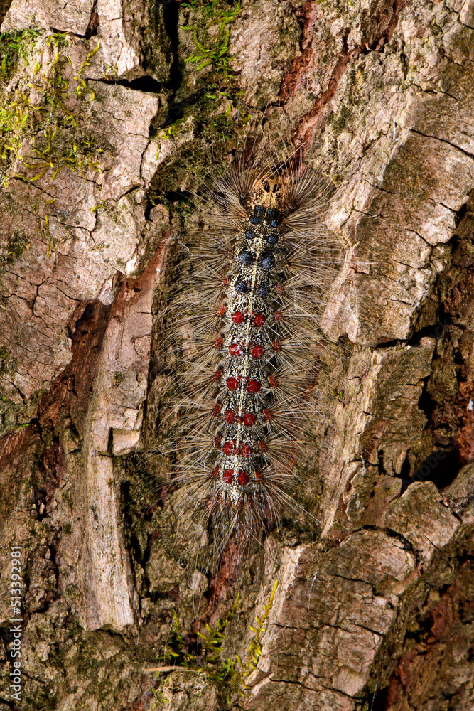 Schwammspinner-Raupe // caterpillar of the Gypsy moth (Lymantria dispar ...