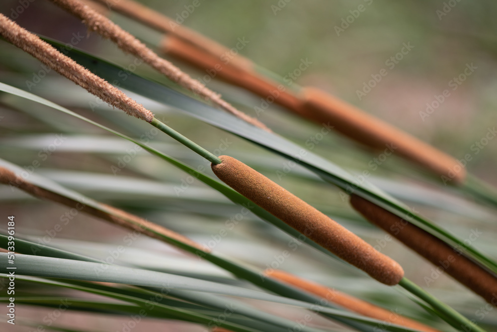 Typha plants flowering in early summer (most parts of the plant are ...