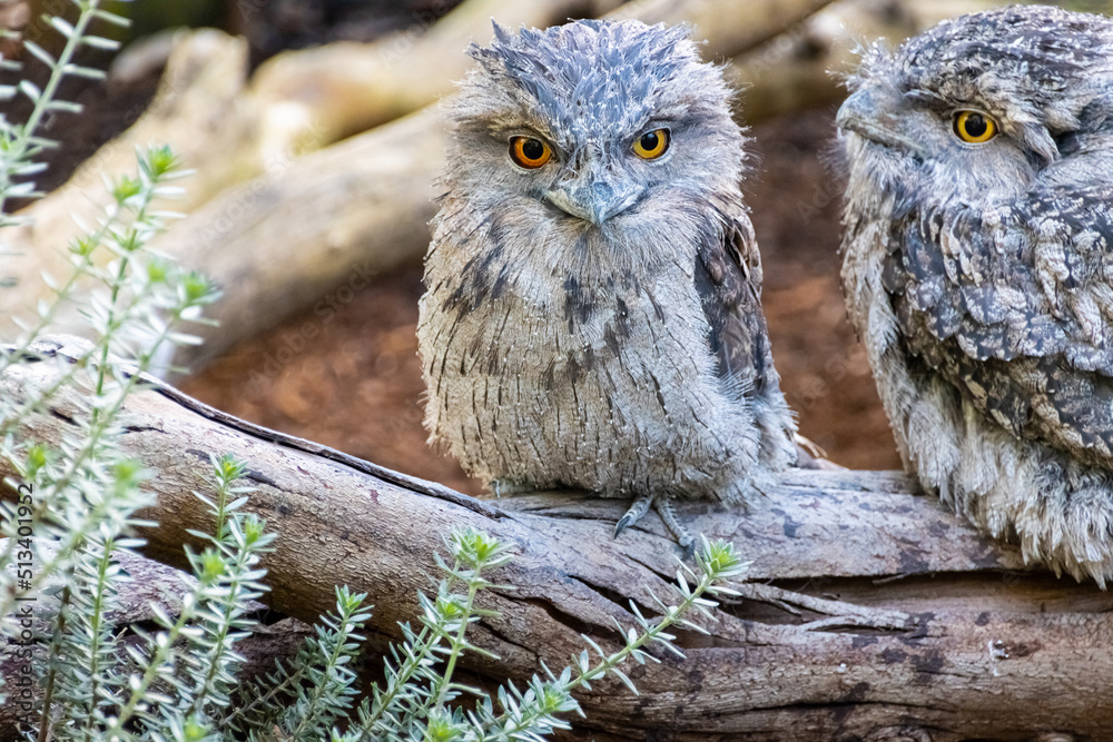 Beautiful Tawny Frogmouth Bird with large yellow eyes standing on ...