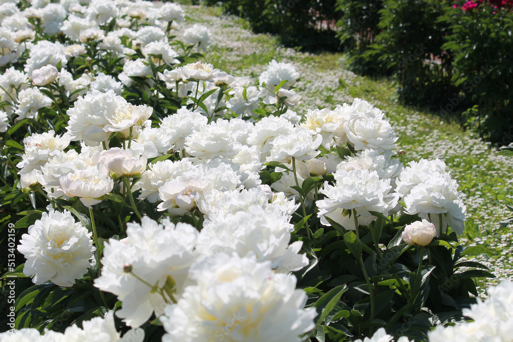 White double flowers of Paeonia lactiflora (cultivar Amalia Olson) in ...