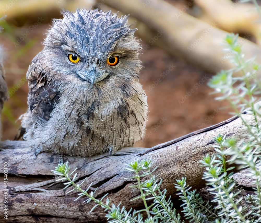 Beautiful Tawny Frogmouth Bird with large yellow eyes standing on ...