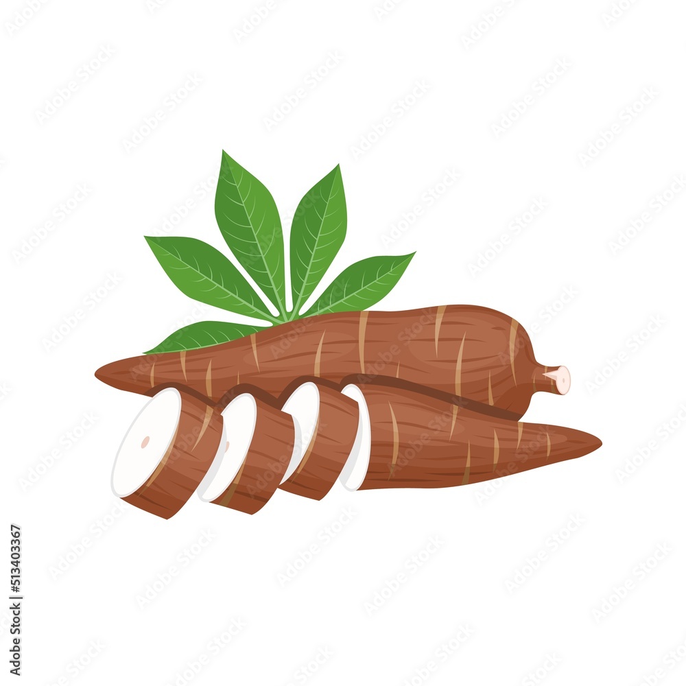 Poster Vector illustration, cassava root (Manihot esculenta), also ...