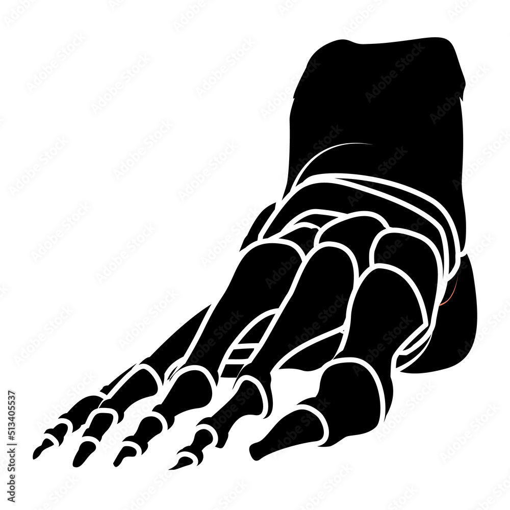 Skeleton Human foot silhouette body bones - front Anterior ventral view ...