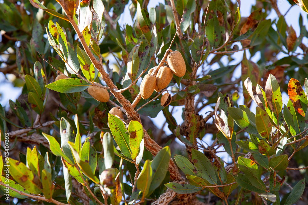 Rare and Strange Fruits of the Brazilian Cerrado biome fructifying in ...