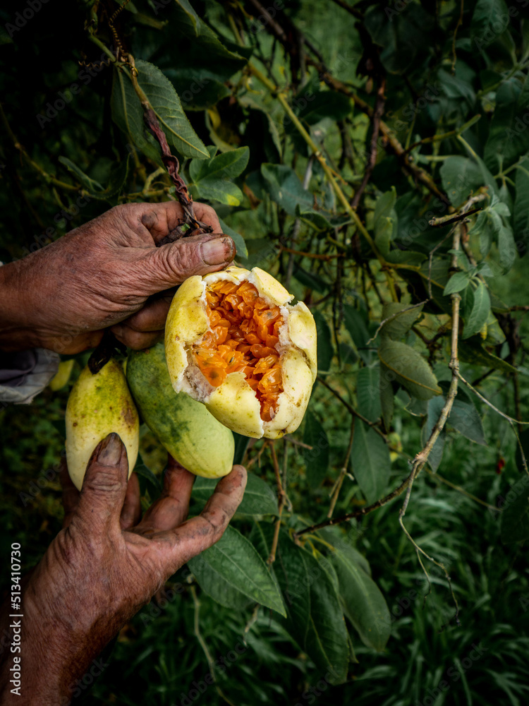 Fruta típica del Perú, Tumbo. Stock Photo | Adobe Stock
