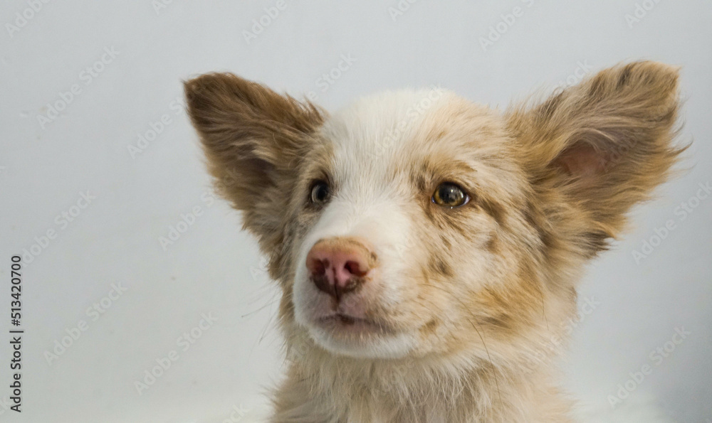 Bordercollie color rojo merle, red, modelo, perro bonito, perro guapo ...