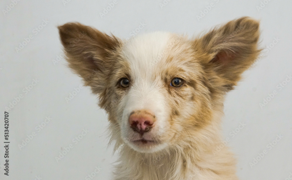 Foto de Bordercollie color rojo merle, red, modelo, perro bonito, perro ...