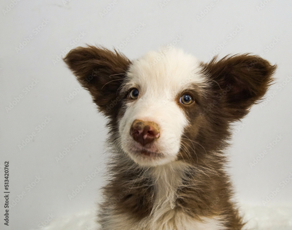 Bordercollie color cafe chocolate, modelo, perro bonito, perro guapo ...
