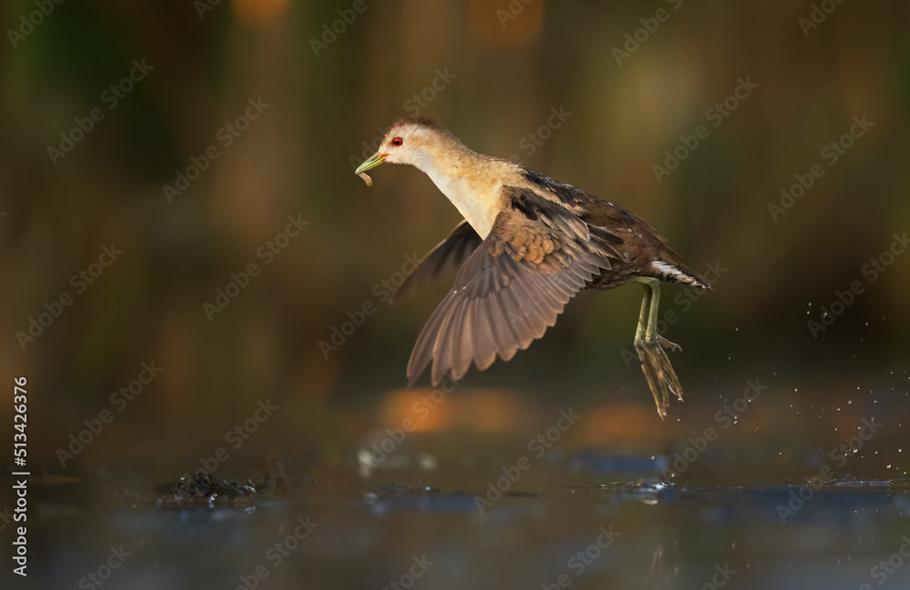 Crake Bird