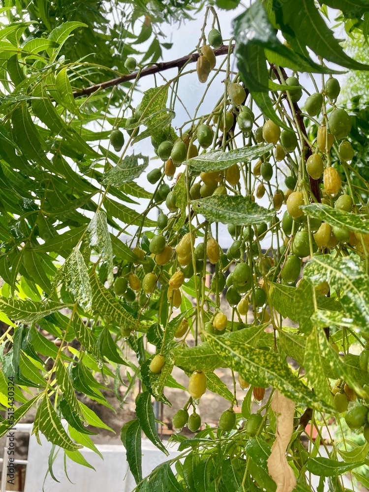 Azadirachta indica - A branch of neem tree leaves. close up photo Stock ...