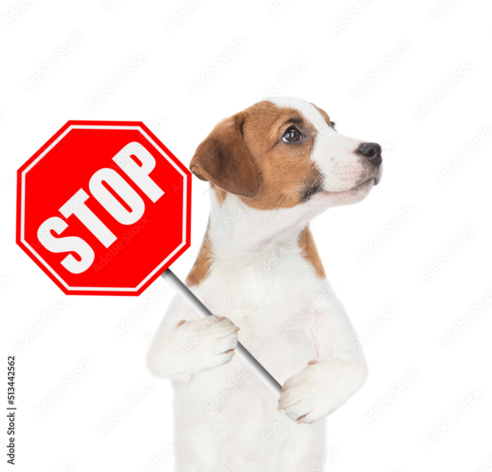 Jack russell terrier holds stop sign. Isolated on white background ...