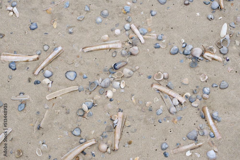 Muscheln am Strand der Nordsee Stock Photo | Adobe Stock