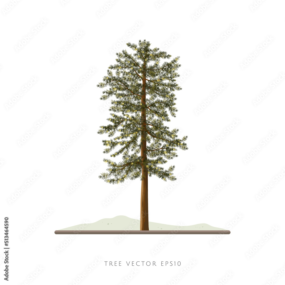 Pine tree vector illustration isolated on white background Stock Vector ...