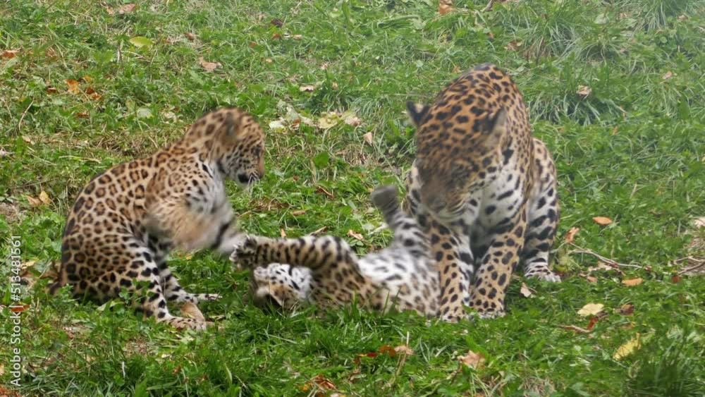 Playful leopard family Stock Video | Adobe Stock