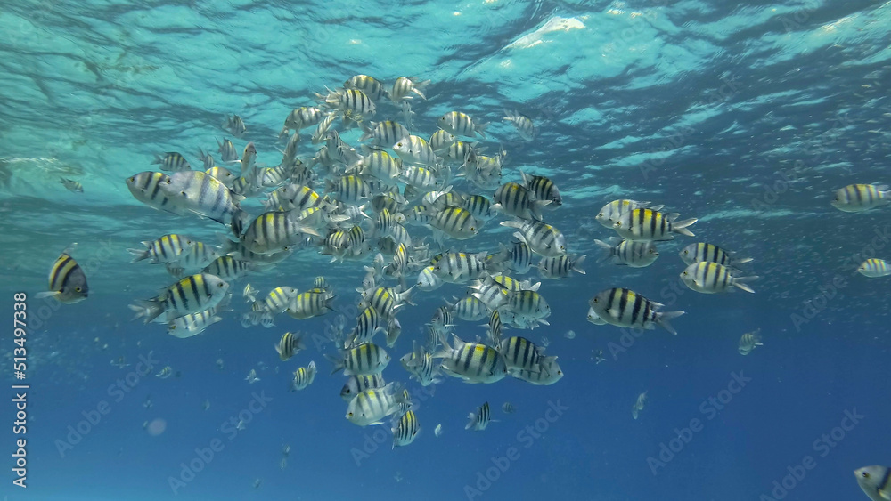 Tropical fishes of various species feeds in the surface water rich in ...