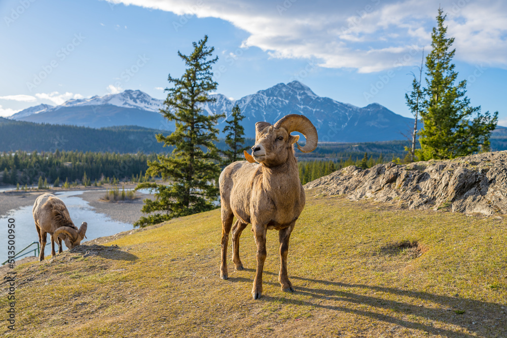 Standing BigHorn Sheep (Ovis canadensis) ram portrait. Canadian Rockies ...