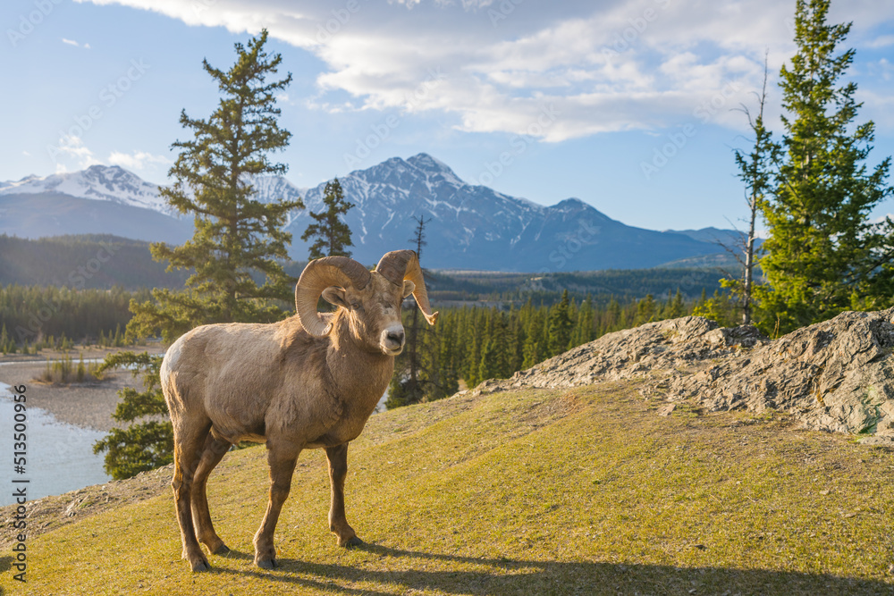 Poster Standing BigHorn Sheep (Ovis canadensis) ram portrait – Wall Art ...