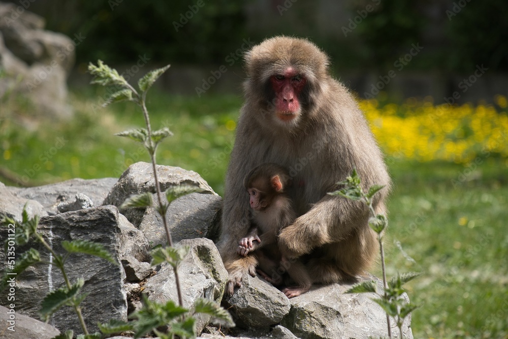 Closeup of a Macaque in Pairi Daiza Stock 写真 | Adobe Stock