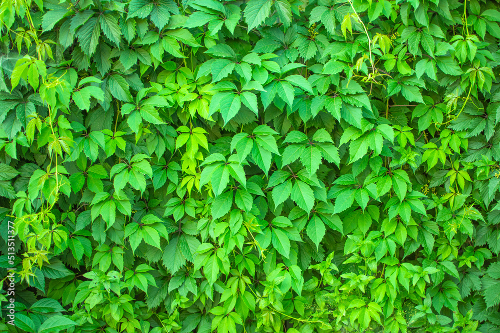 thickets of parthenocissus for the background. creeping green creepers ...