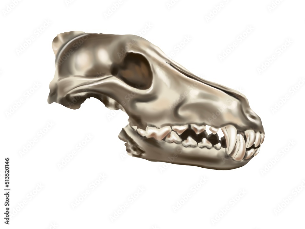 Watercolor illustration of a dog's skull. realistic animal skull Stock ...