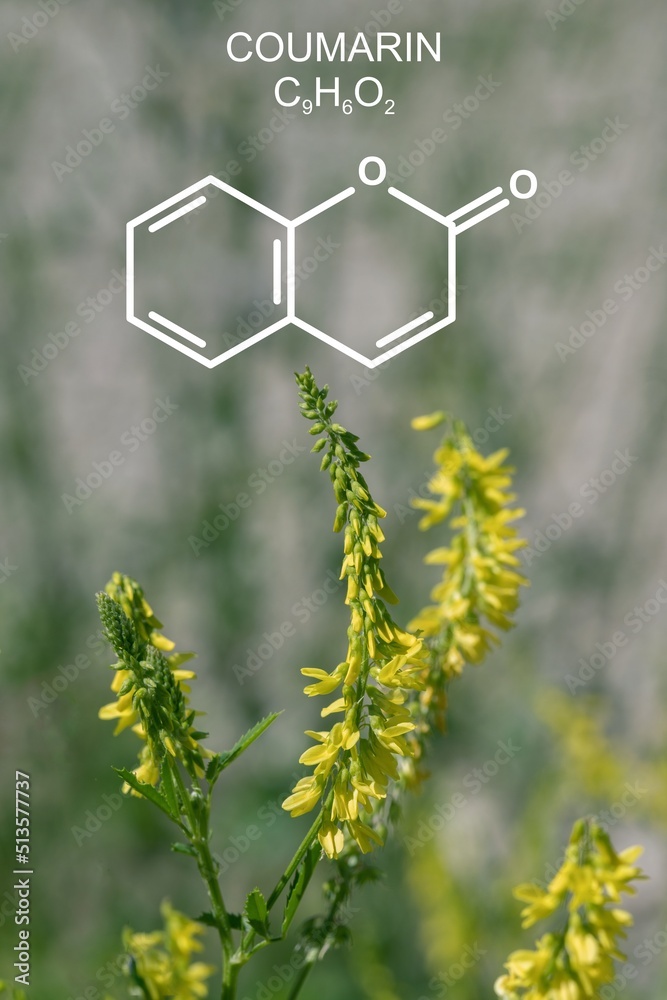 Sweet yellow clover (Melilotus officinalis) and structural formula of ...