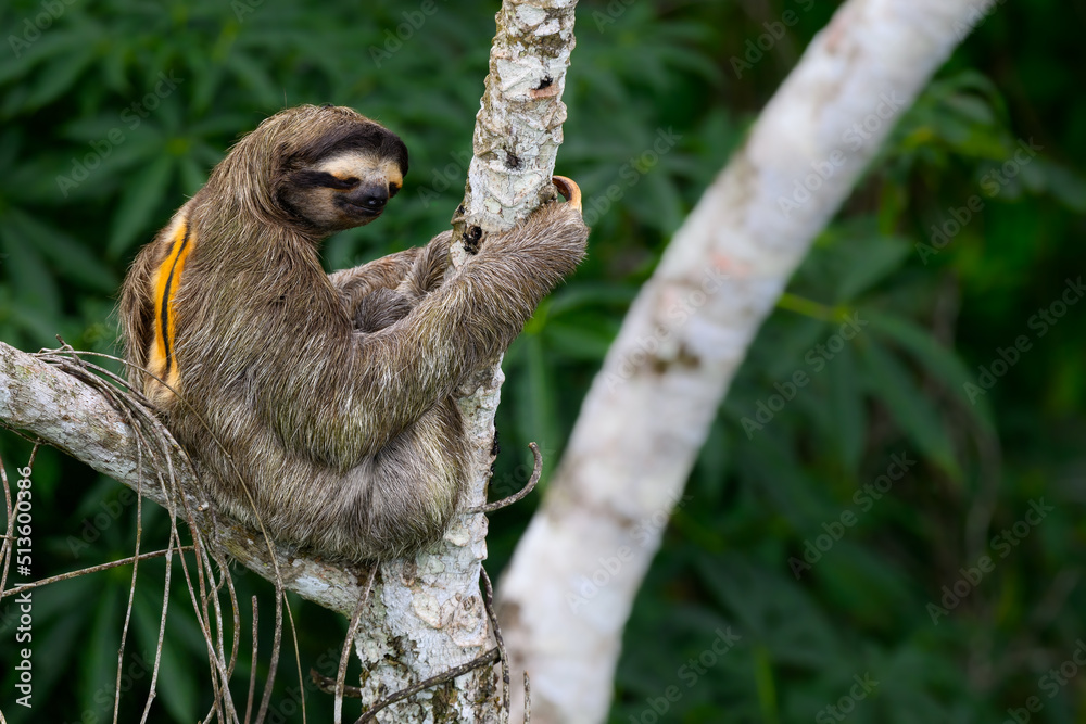 Sloth Sitting