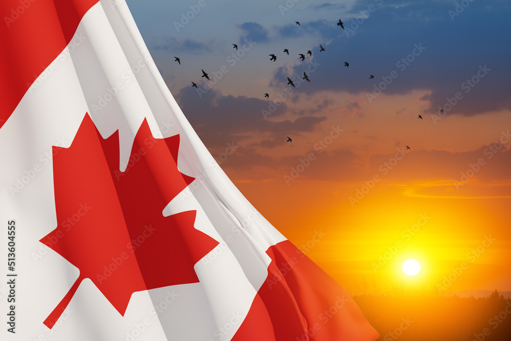 Canada national flag waving on sunset sky with flying birds. Canada day ...