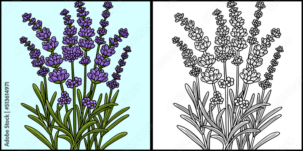 Lavender Flower Coloring Page Colored Illustration Stock Vector | Adobe ...