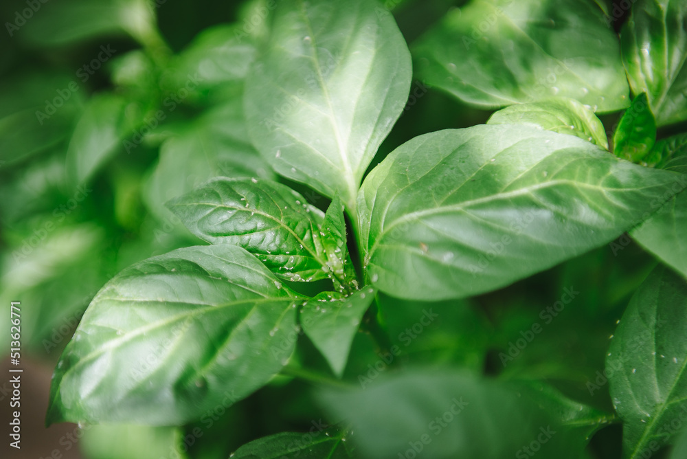 Aphids on the stalk of bell pepper. Insect pests Stock Photo | Adobe Stock