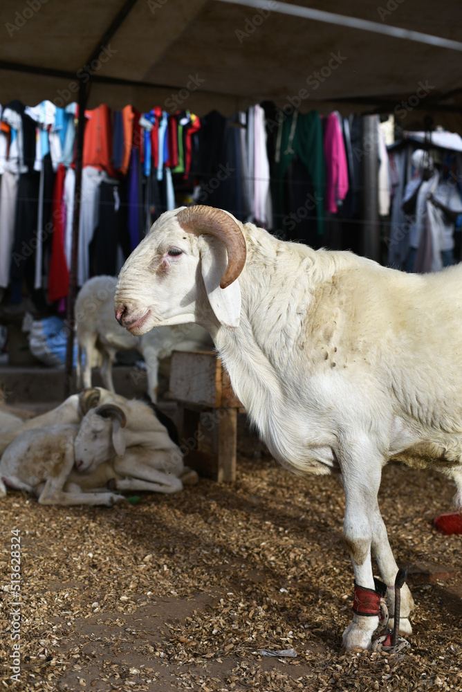 Bélier dans un marché de Dakar à vendre pour le sacrifice de la fête ...