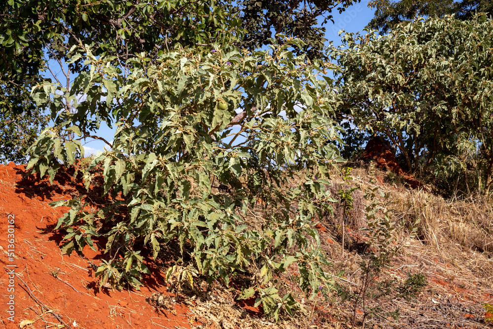 Green fruit of the rare Lobeira plant (Solanum lycocarpum), typical of ...