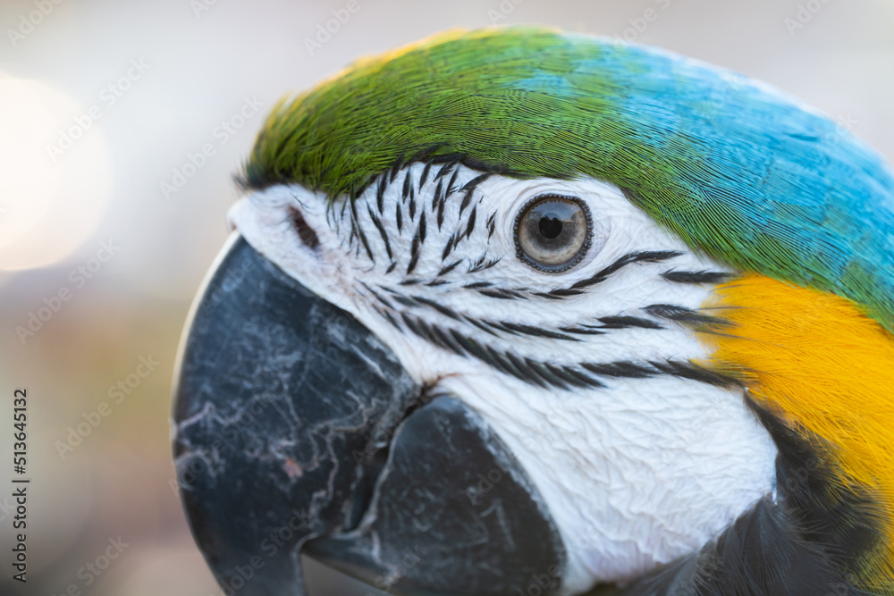 Closeup of colorful macaw bird face. Macro parrot bird head.Blue and ...