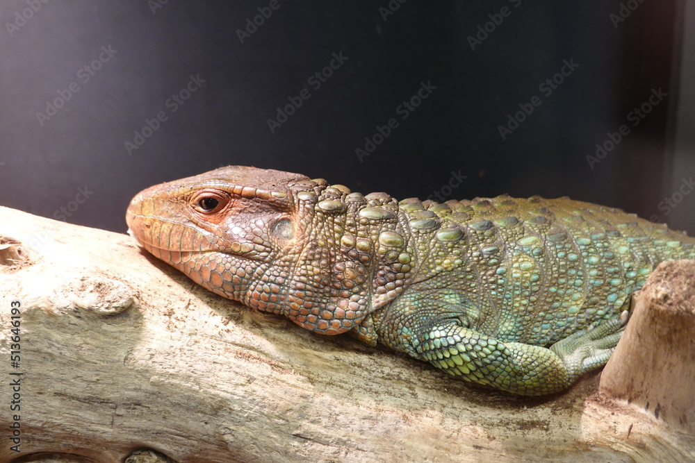 The Caiman lizard, Dracaena guianensis, is a large, heavy bodied lizard ...