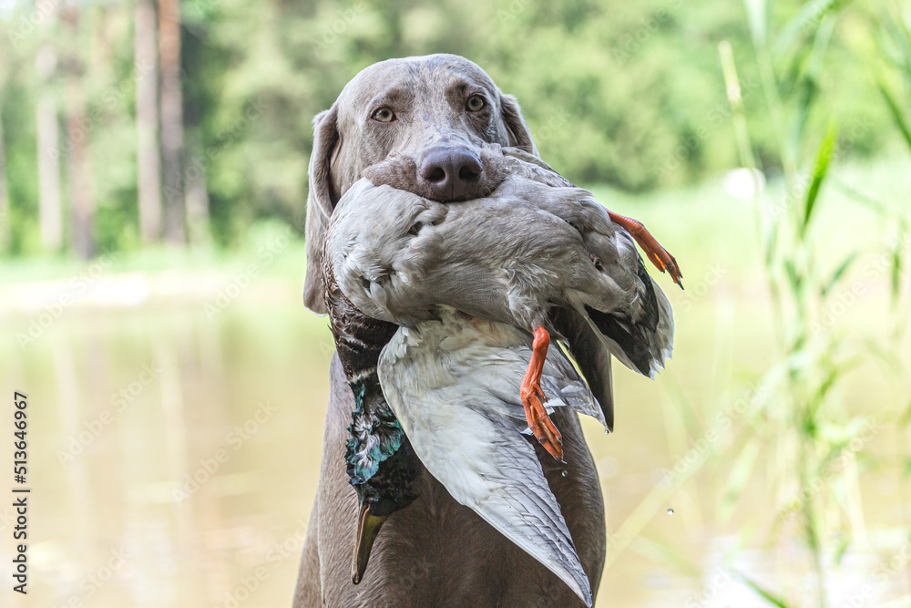 Weimaraner Duck Hunting