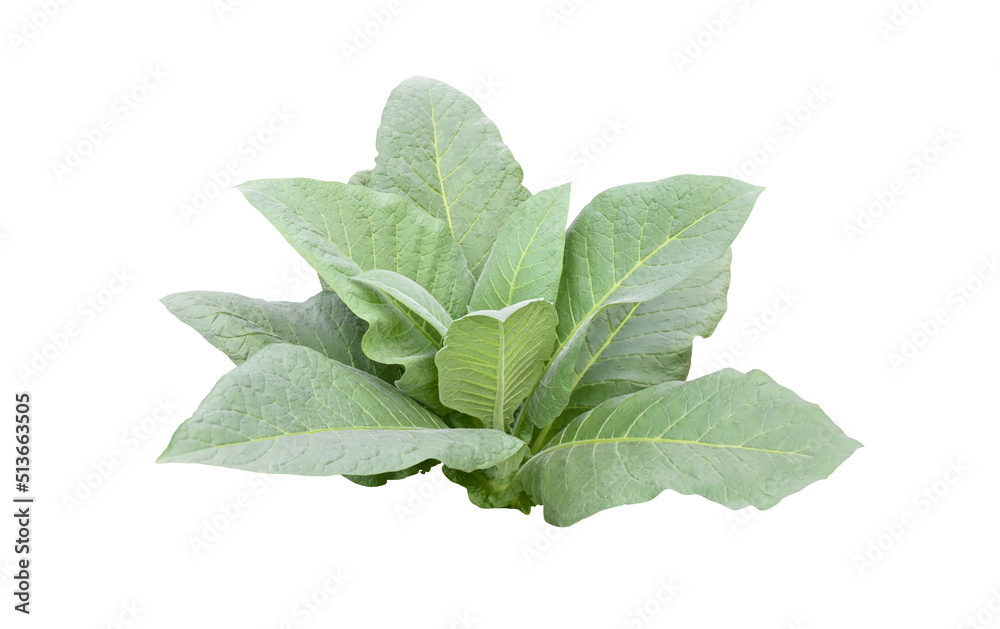 Isolated tobacco plant, leaf, tree with clipping paths. Stock Photo ...