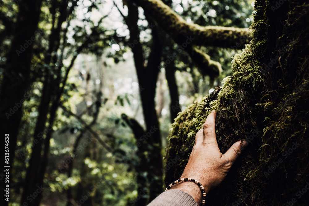 Human hand touching trunk tree with musk. Concept of nature protection ...