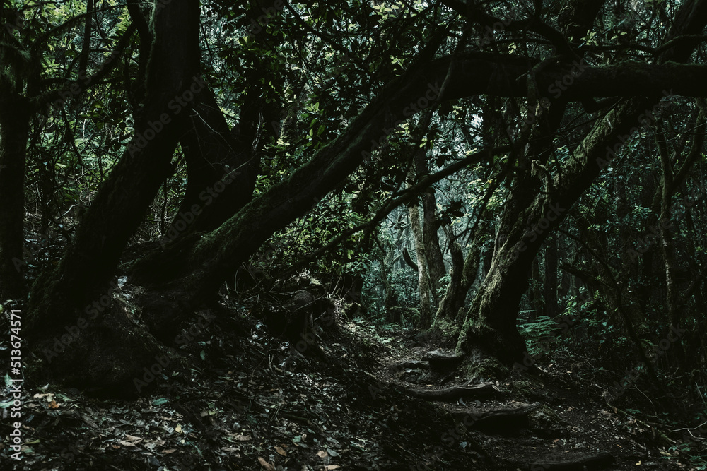 Creepy and scary dark forest path with pld trees and green musk around ...