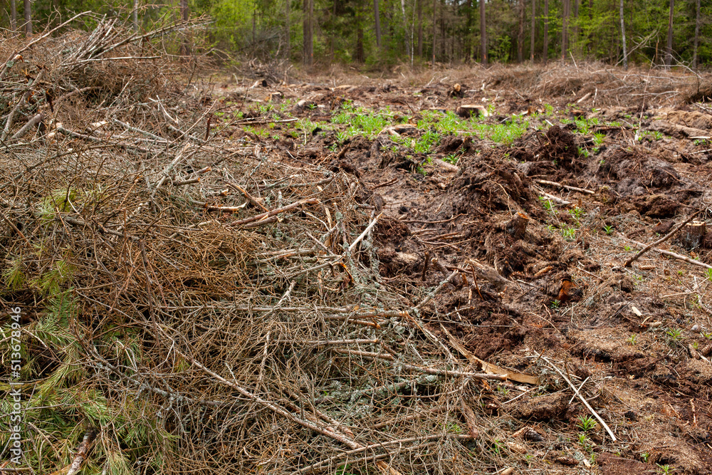 Deforestation construction site in work during clearing forest for new ...