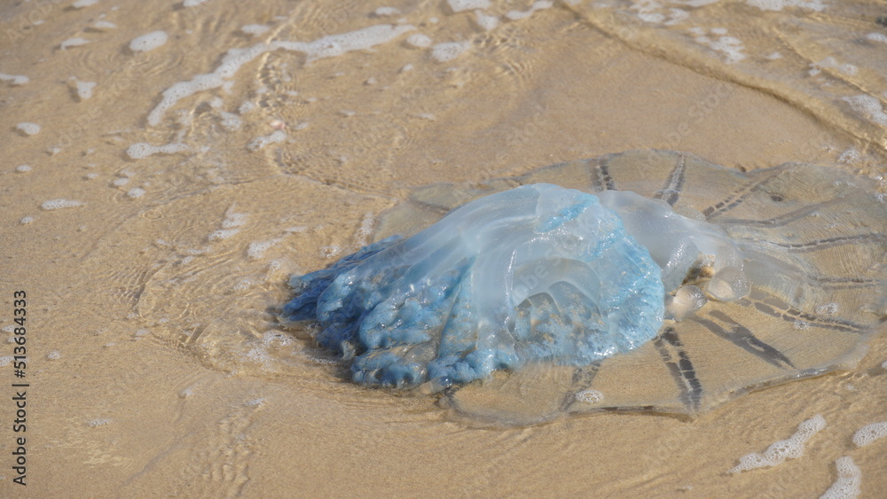 Dead jellyfish washed up on the beach. Rhopilema nomadica jellyfish at ...
