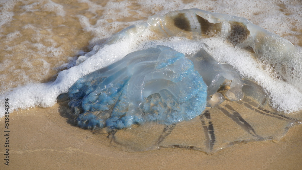 Dead jellyfish washed up on the beach. Rhopilema nomadica jellyfish at ...