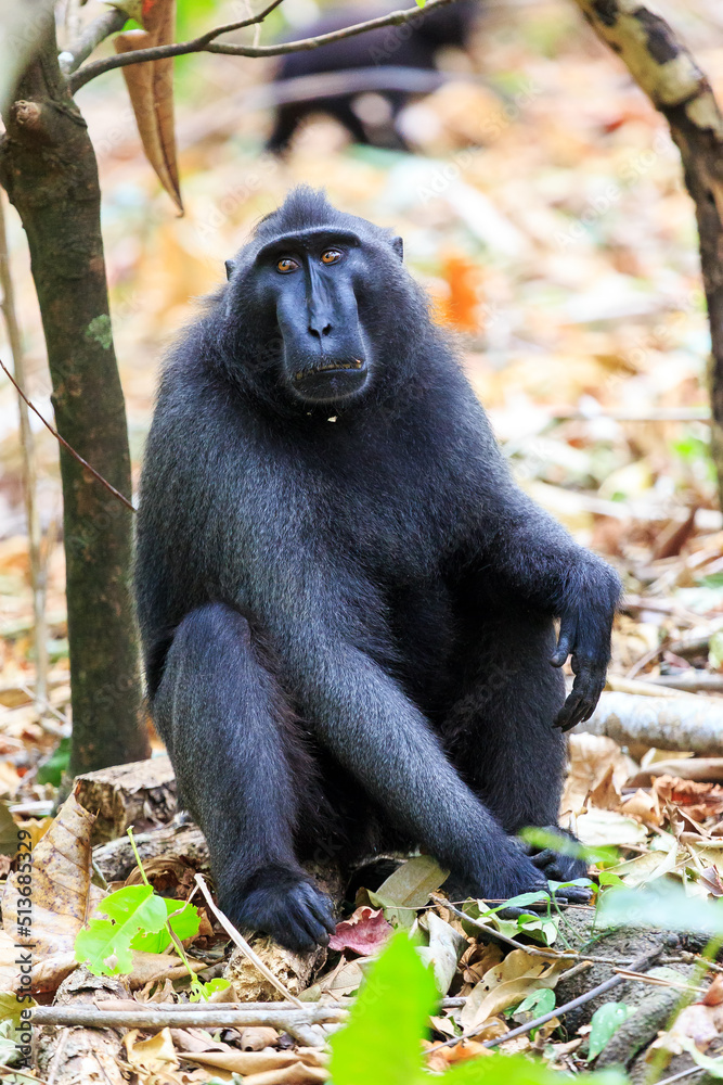 Beautiful Celebes crested macaque (Macaca nigra), aka the black ape, an ...